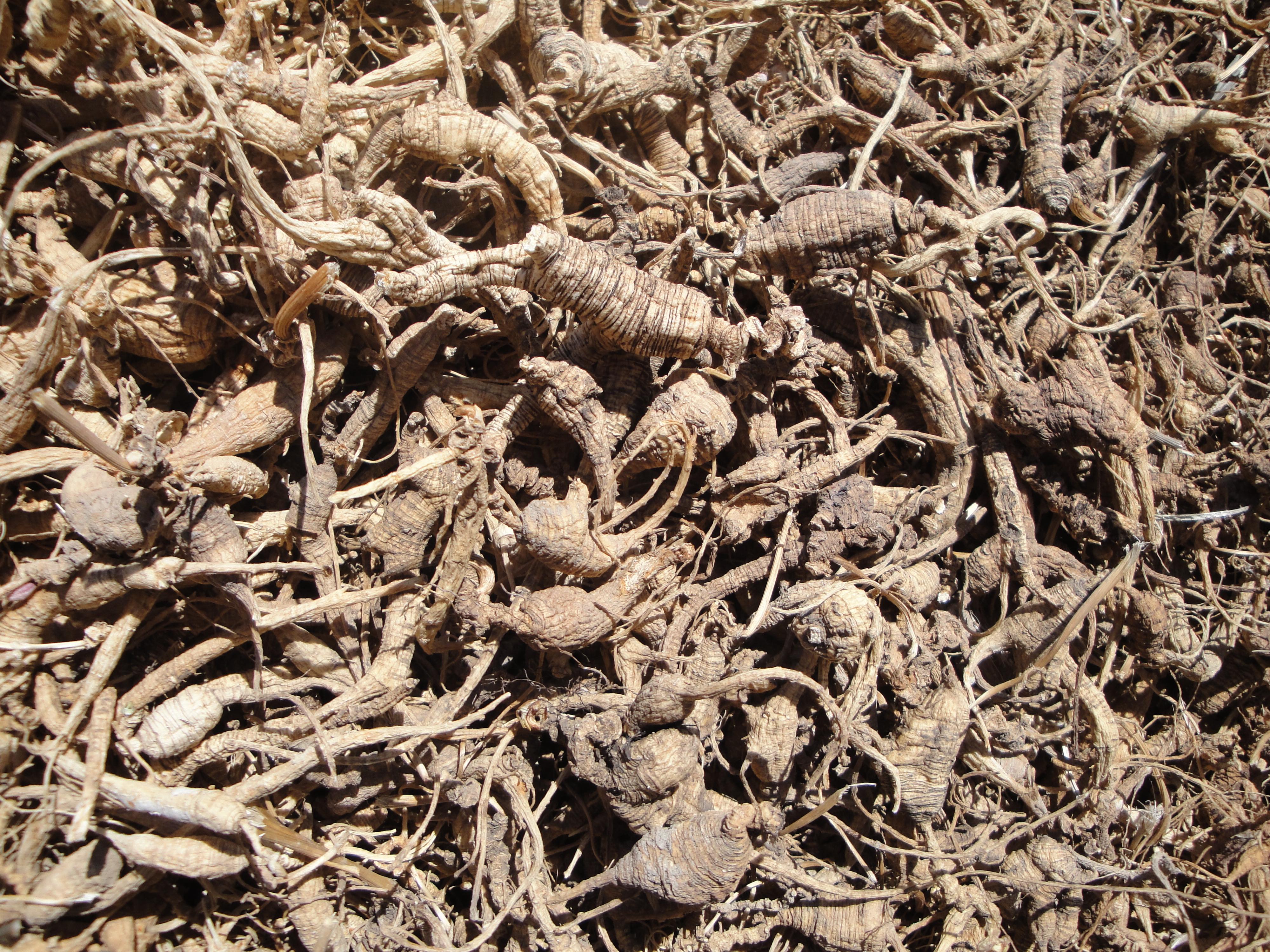 Western Pennsylvania Bulby Ohio Type - American Ginseng