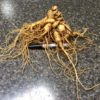 Wild American Ginseng - Highest Quality & Best Prices